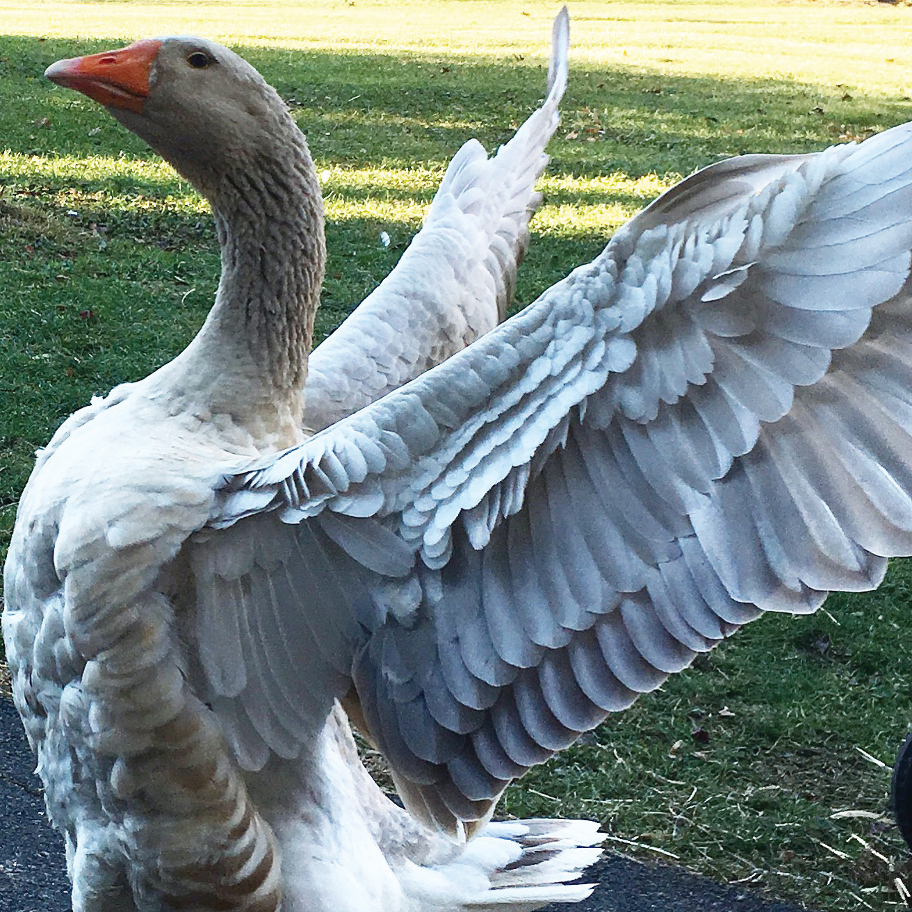 Geese Breeds: Which Ones Are Best for You? - Backyard Poultry